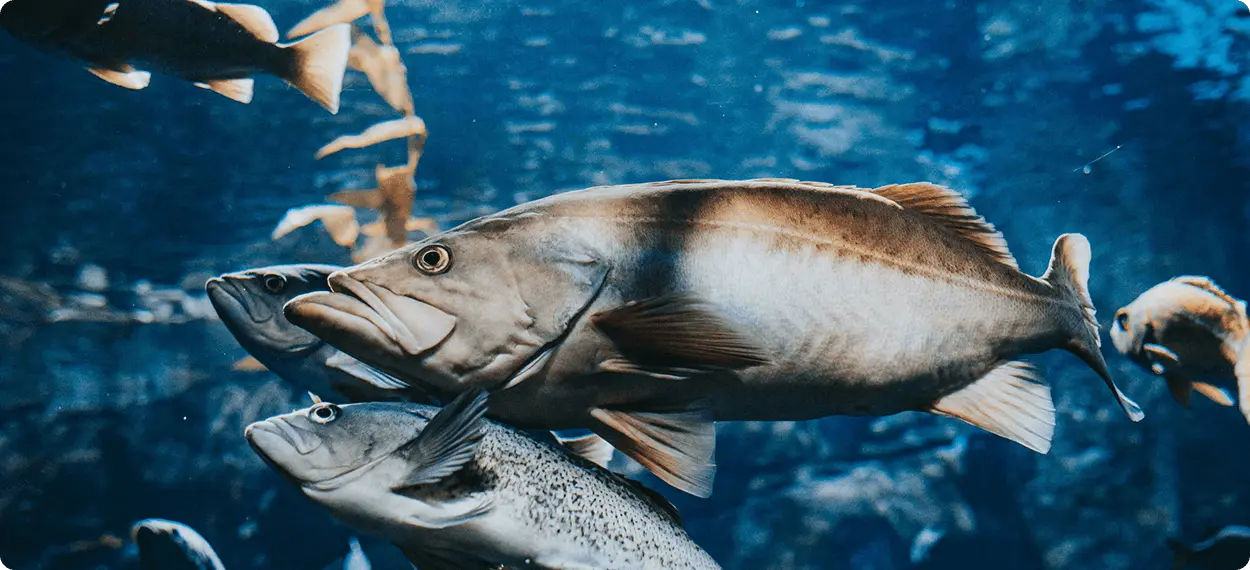 Find New Hampshire Fish Species | Captain Jeffrey Foote