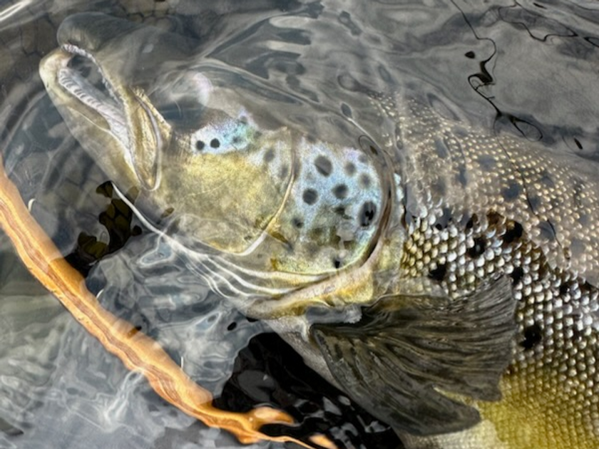 Maine Fish Species Guide: Diverse Angling