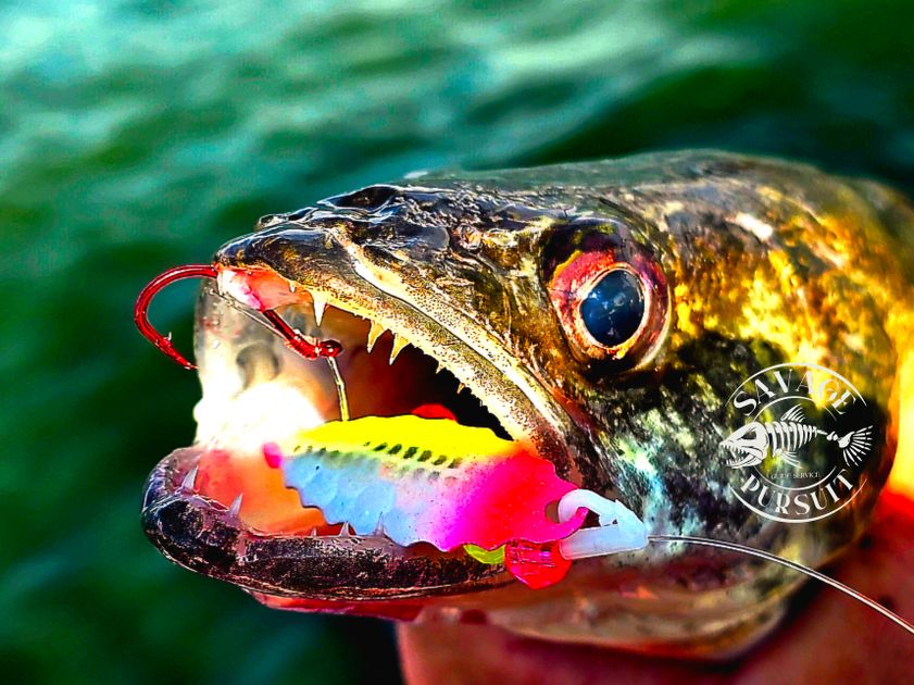 Lake Erie Fishing Charters | Walleye & Perch Guide Trips