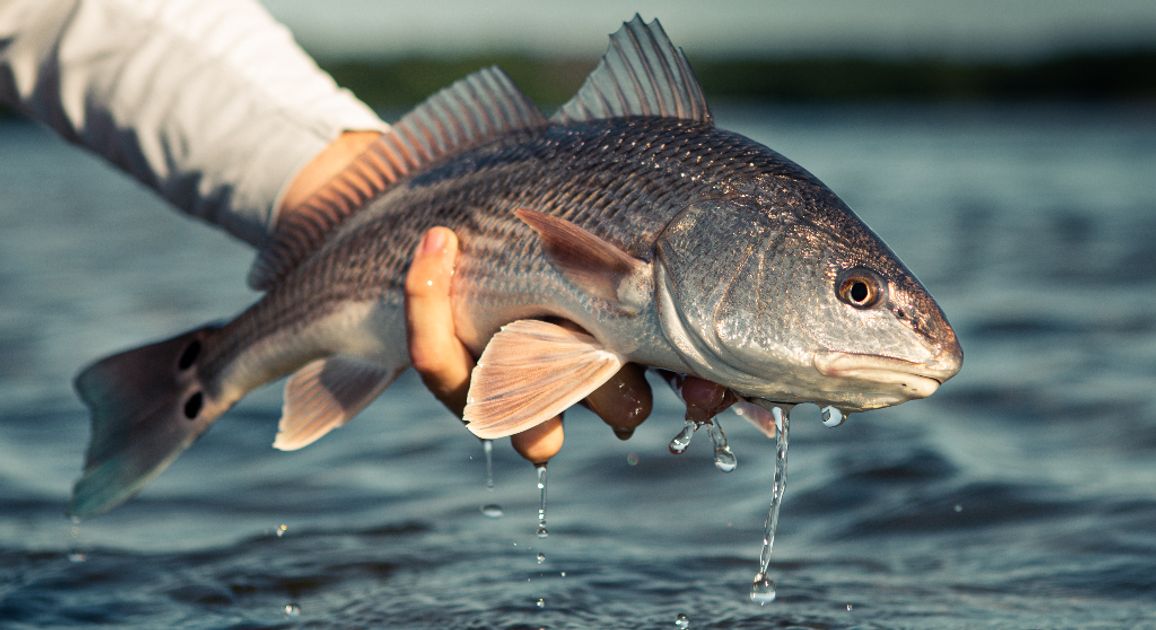 Port Aransas Fishing FAQs | Aggie Guide Service