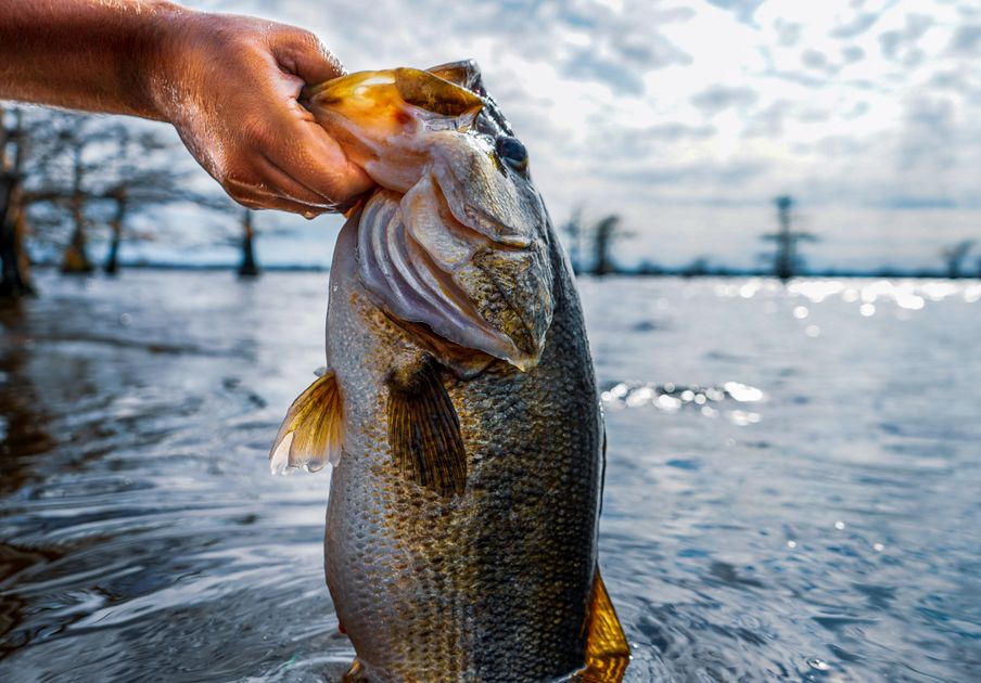 Ballistic Bass Fishing Fishing 2025 Prices | Jacksonville