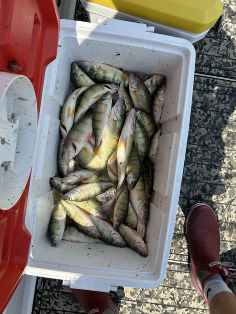 Fall Yellow Perch Fishing on Lake Erie: Wrecks & Jigging Action