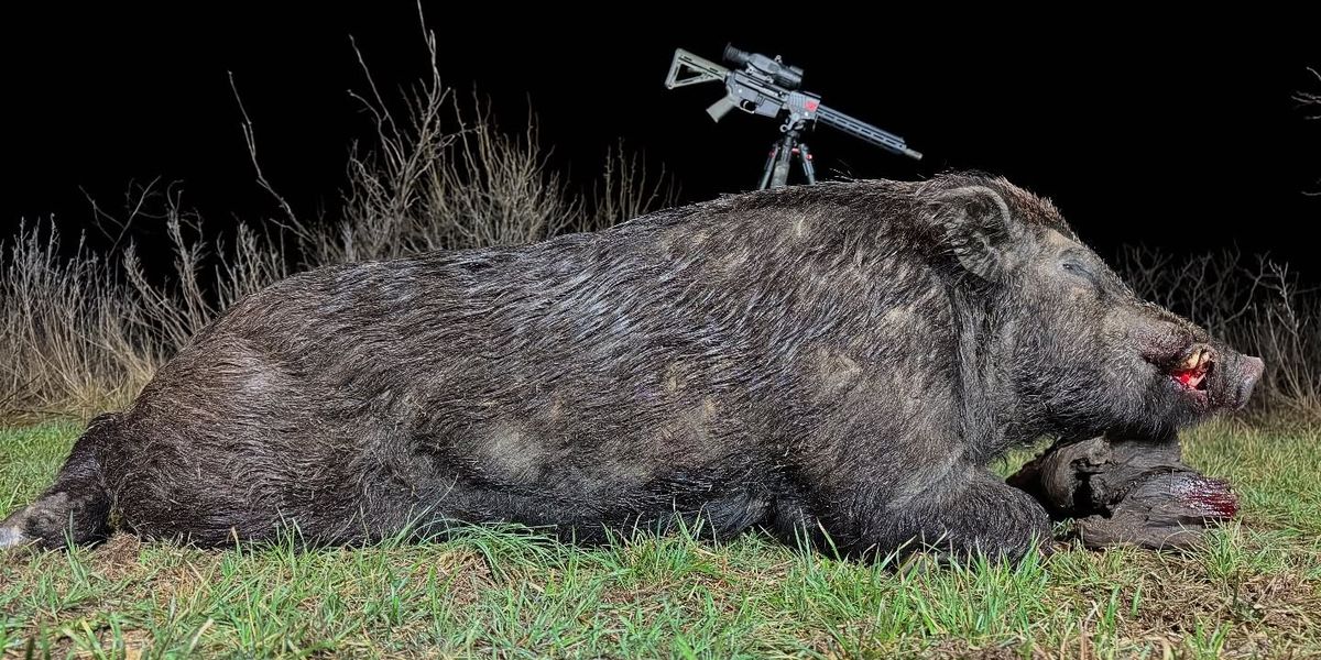 Premium Texas Hog Hunting Trips | AllOut Adventures