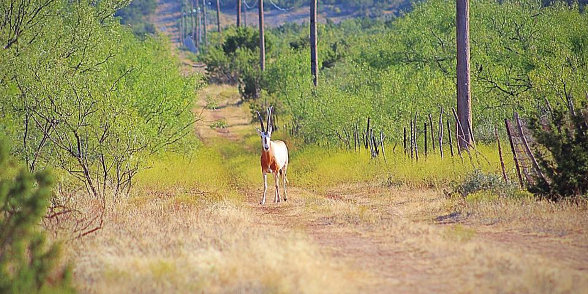 Exotic Scimitar Oryx Hunts | West Texas Adventure