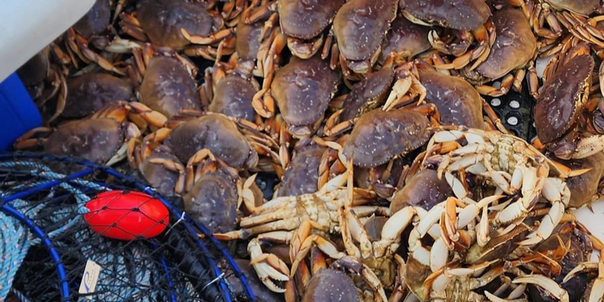 Top-Rated Half Day Crab Trip in San Francisco Bay