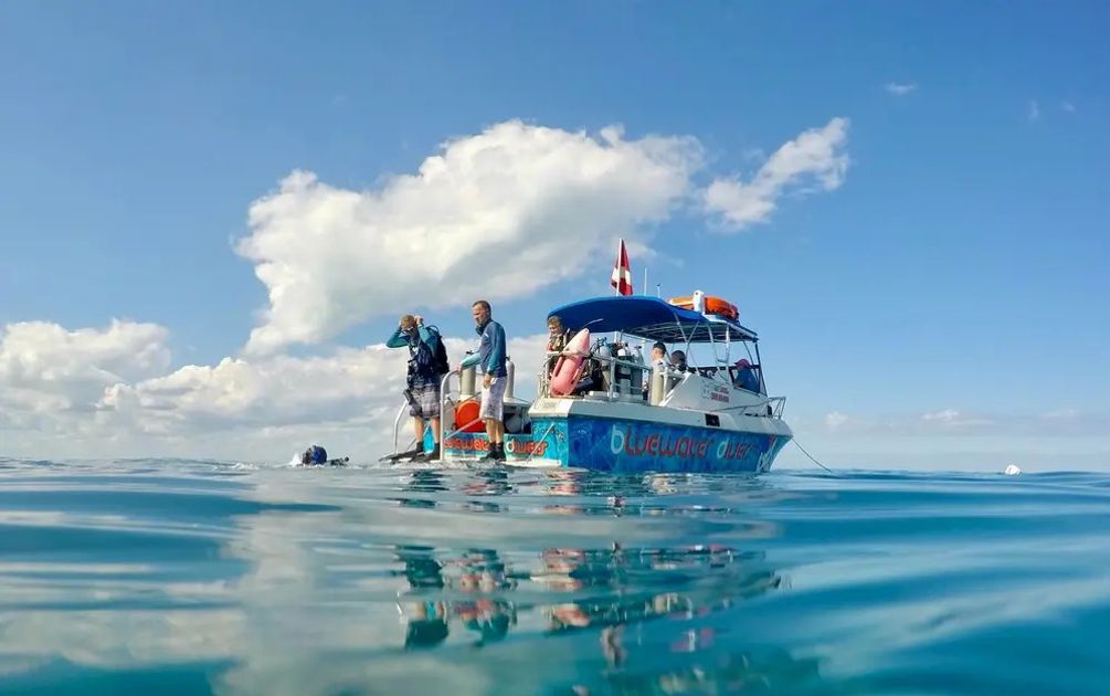 Top-Rated Key Largo Scuba Diving | BlueWater Divers