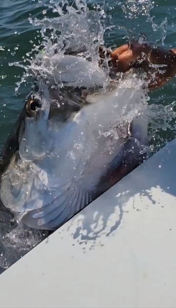 About Panacea Fishing guide Fishing Pictures
