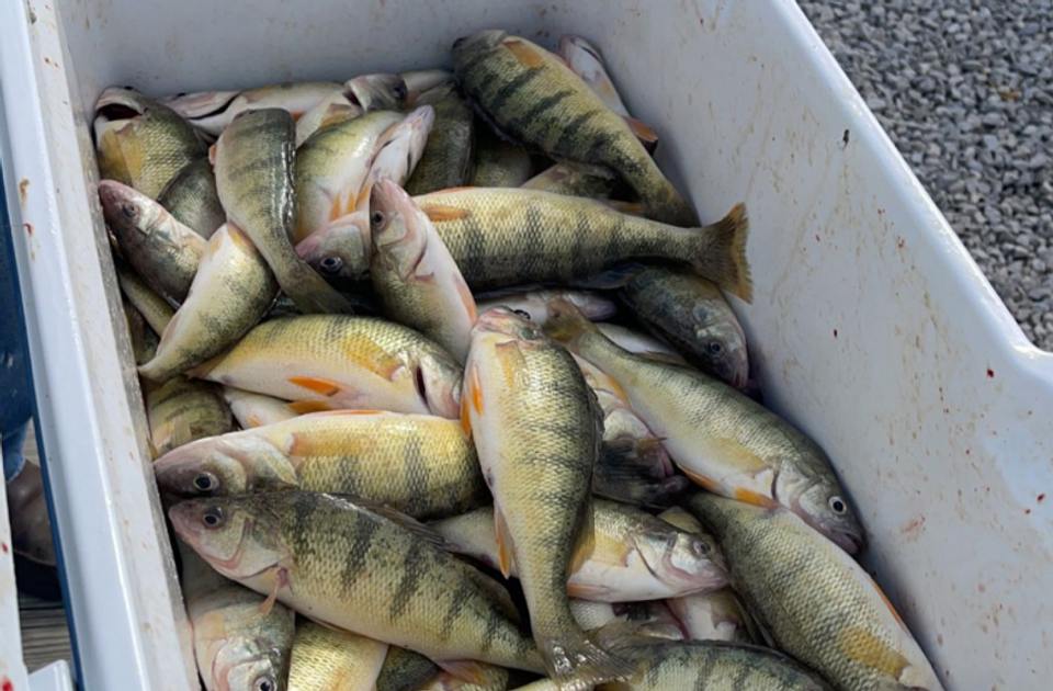 Lake Erie Fishing: Private 5-Hour Perch Charter