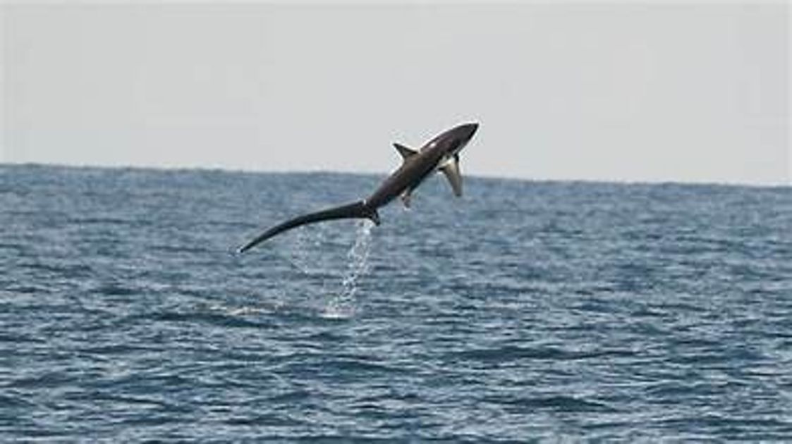 Jenn-A's Ultimate Shark Fishing Trip | Point Pleasant