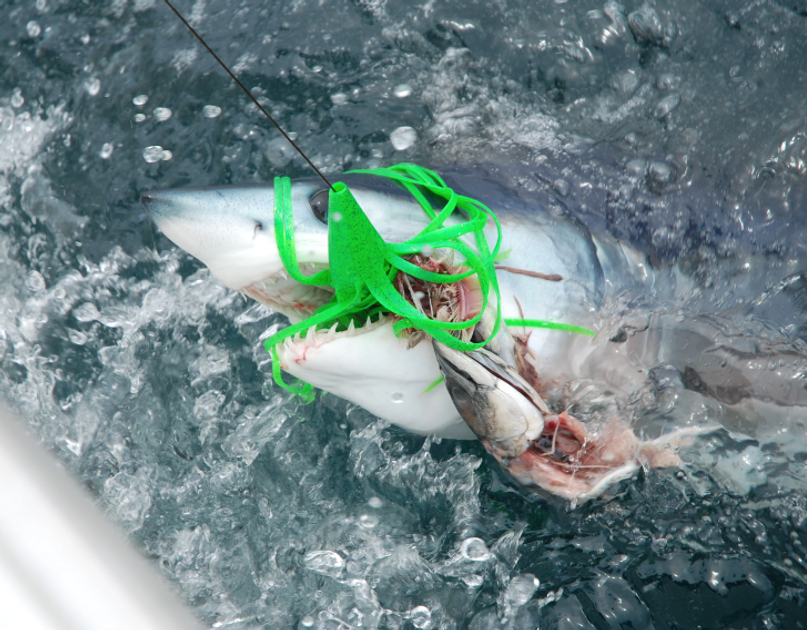 Reel Naughty's Top-Rated Shark Fishing Trip | Ocean City