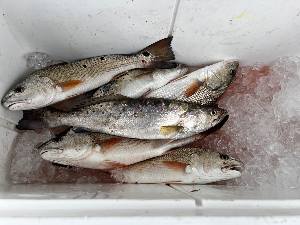 Guided Redfish Adventures in Savannah Waters