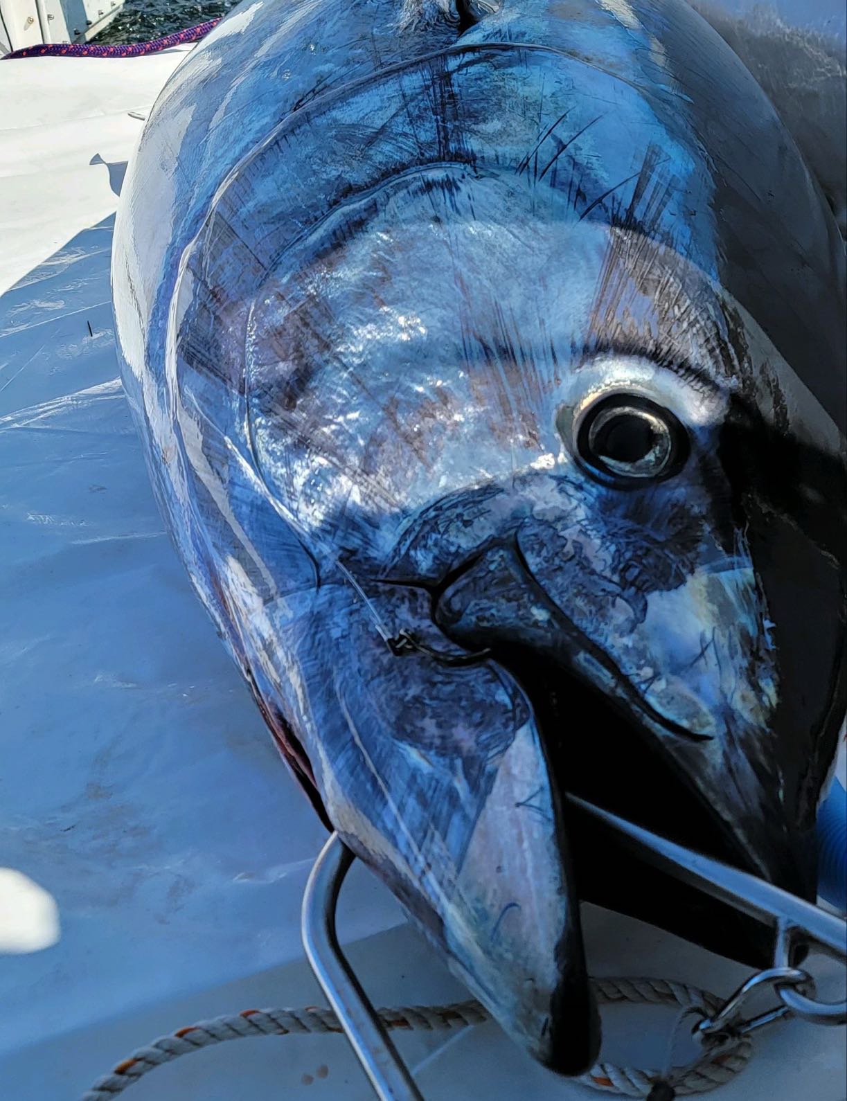 Reel in Big Fish: Your Guide to South Portland Charters!
